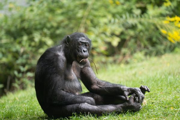 Bonobo | Columbus Zoo and Aquarium